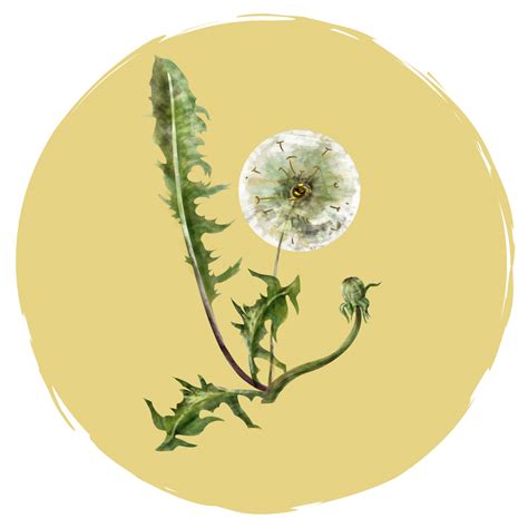 Иллюстрация Одуванчик в стиле графика декоративный живопись