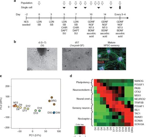 Characterizing Human Stem Cellderived Sensory Neurons At The Single