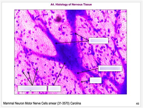 Motor Nerve Cell Diagram Quizlet