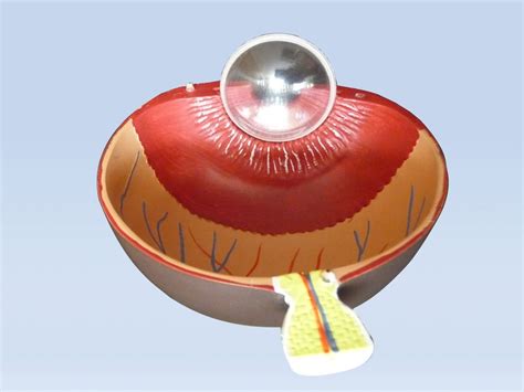 Eye Lab Diagram Quizlet