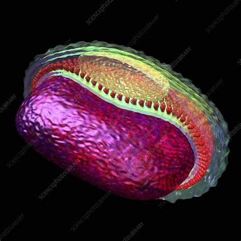 Smallpox Virus Particle Illustration Stock Image C0524223