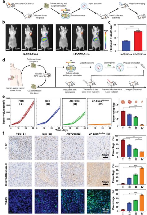 Personalized Anticancer Treatments Based On Lp‐exos In Pdx Tumor