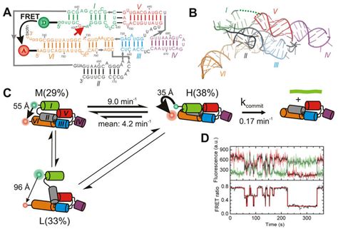 5 Fret Studies Of The Vs Ribozyme A Secondary Structure Of The Vs