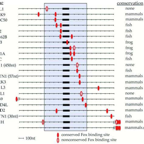 Pcr Validation Of Breast Cancer Subtype Specific Alternative Splicing Download Scientific Diagram