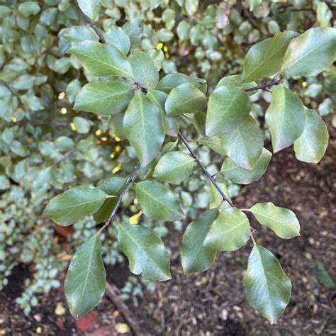 Pittospore De Nouvelle Zélande Pittosporum Tenuifolium Picturethis