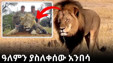 እውነተኛ ታሪክ፡ ሰሲል አለምን ያስለቀሰው አንበሳ Youtube
