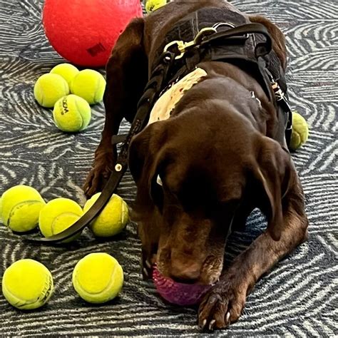 La Hazaña De Emett La Serpiente De Maíz Que Escapó De Su Casa Y Sobrevivió Un Año En La Ciudad