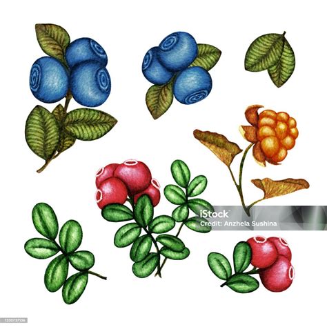야생 숲 열매 수채화 세트 다양한 가을 베리 클라우드 베리 빌베리 및 카우베리 손으로 그린 디자인 요소 격리 Cloudberry에 대한 스톡 벡터 아트 및 기타 이미지