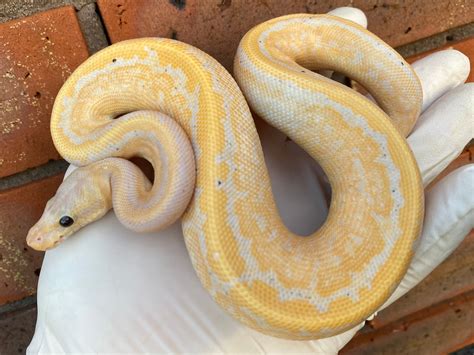 Bongo Banana Pinstripe Ball Python By Crystal Palace Reptiles Morphmarket