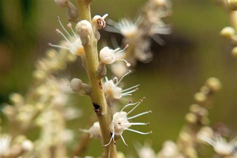 List Of Trees That Start With T Flora Fauna Fun List Of Trees That Start With T Flora Fauna Fun