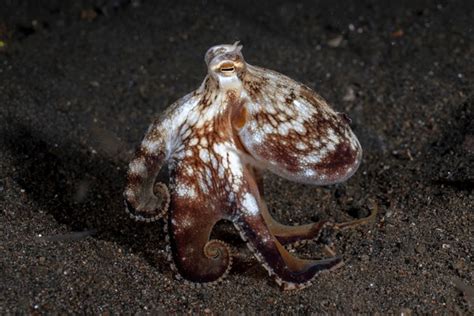 539 Coconut Octopus Indonesia Royalty Free Photos And Stock Images Shutterstock