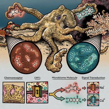 Environmental Microbiomes Drive Chemotactile Sensation In Octopus Cell