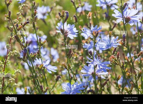 Blue Wildflower Common Chicory Common Chicory Cichorium Intybus