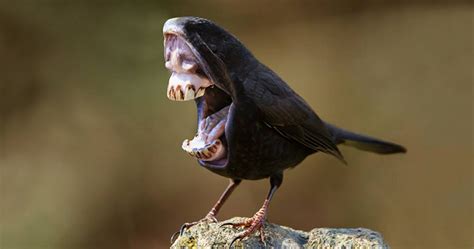 Big Mouth Birds My Newest Series Of Hybrid Animals Bored Panda