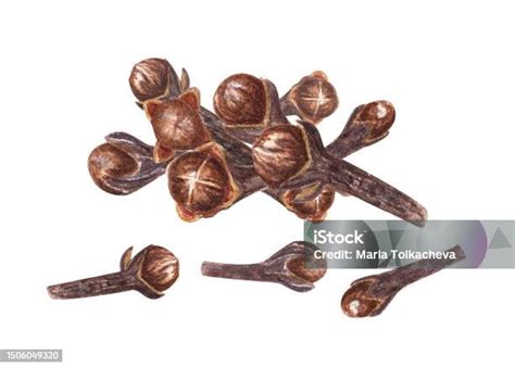 말린 정향은 흰색 배경에 분리되어 있습니다 당신의 디자인을 위한 향신료의 수채화 그림 책 디자인 인사말 스티커 패턴 배너 템플릿 향신료 가게 가을에 대한 스톡 벡터 아트 및