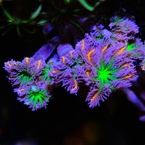 Clovepalm Tree Polyps Clavularia Sp Various Aquarium Gallery