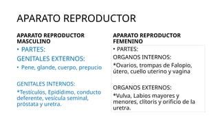 Sistema Urinario Y Reproductor Pptx Anatomia Humana Pptx