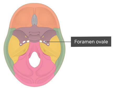 Sphenoid Bone Anatomy Parts And Labeled Diagram Getbodysmart