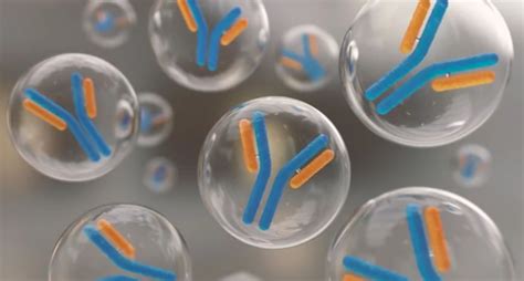 Engineering Antibodies Using Phage Display