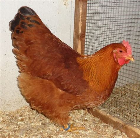 Rhode Island Red Chicken Breed History Characteristics Temperament