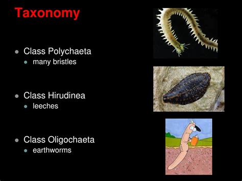 Hirudinea Example