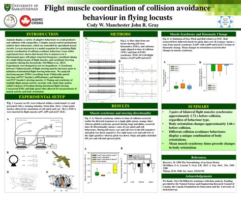 Pdf Flight Muscle Coordination Of Collision Avoidance Behaviour In