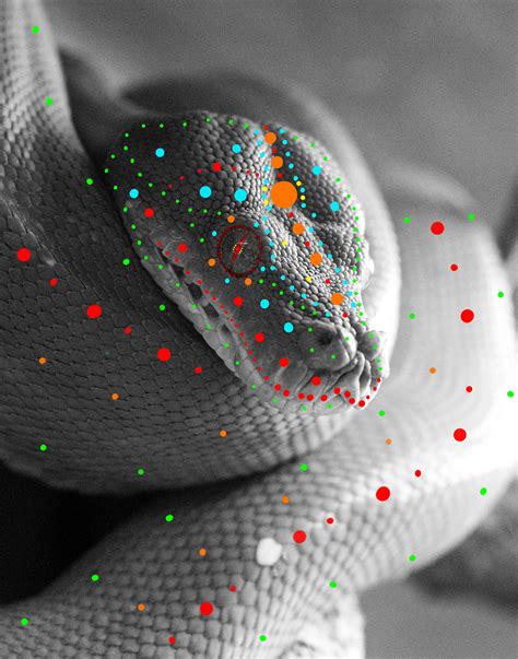 Green Tree Python Over Painted Photographs On Behance