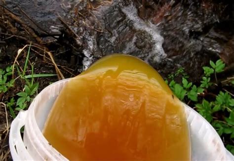 Disposing Bucket Full Of Pee From Many Kidneys In Creek ThisVid Com