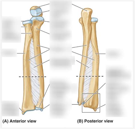 Radius Features Labeling Diagram Quizlet