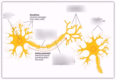 Ap Psych Ch Diagram Quizlet