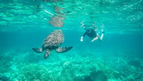Apo Island 2020 Snorkeling And Diving With The Turtles Daily Travel Pill