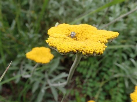 Helichrysum Umbraculigerum · Inaturalist