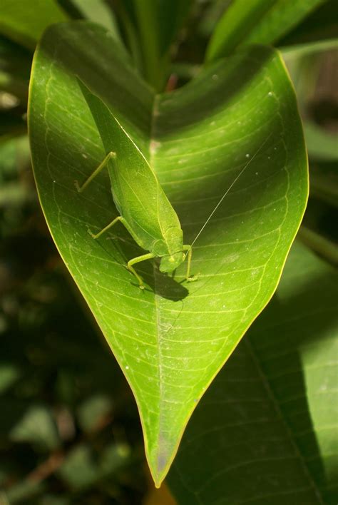 Masters Of Deception 5 Two Faced Species National Geographic