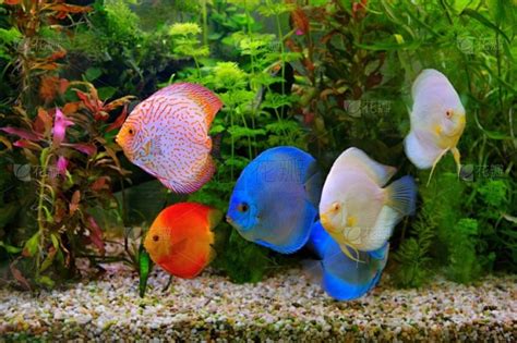 铁饼 七彩 在水族馆淡水的鱼原产于亚马逊河流域的多色慈鲷