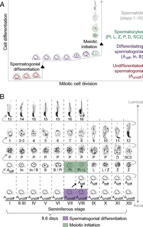 Spermatogenesis Stage