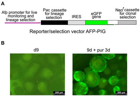 Figure From Differentiation And Selection Of Hepatocyte Precursors In Suspension Spheroid