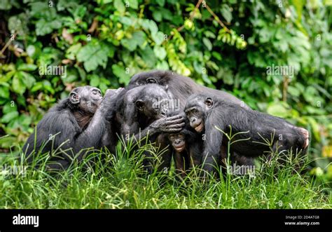 Group Of Bonobos On Green Natural Background The Bonobo Scientific