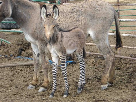 Our New Zonkey Answers In Genesis