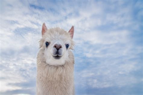 Meta の最新 Ai モデル Llama 2 の使い方 It基礎