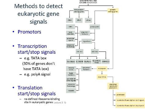 Gene Finding And Sequence Annotation Lecture 3 Gene