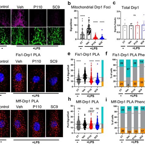 Compound Treatment Effect On Lps Induced Mitochondrial Fragmentation