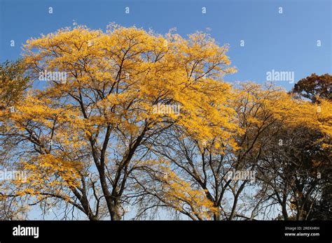 Two Honey Locust Trees With Yellow Foliage Constrasted Against A Clear