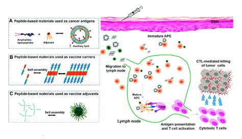 Peptide Based Nanomaterials Used In Cancer Immunotherapy Via Various