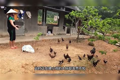 大妈院子里喂鸡突然身后跑出一条大蟒蛇只有眼尖的才看得到在哪里 身后 大妈 院子
