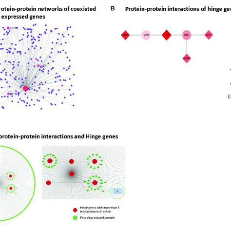 Protein Protein Interaction Network Analysis In First Order Networks