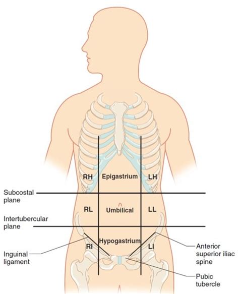 Abdomen Anatomy Diagram Quizlet