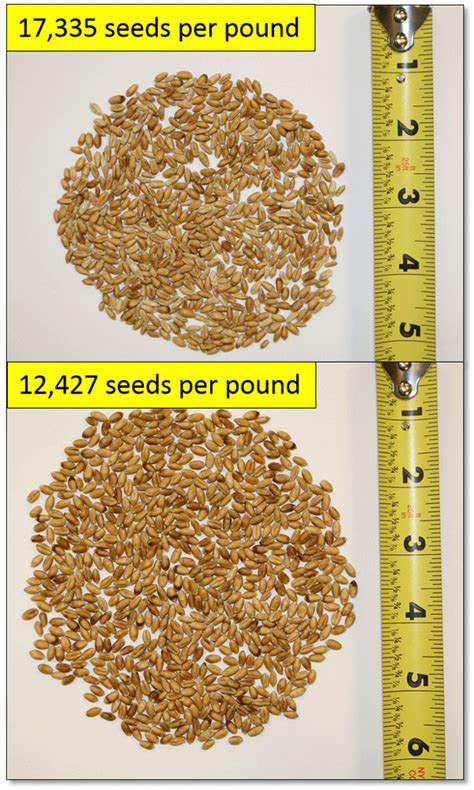 Evaluating Wheat Seed Size To Improve Accuracy Of Wheat Seeding Density