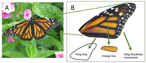 A Female Monarch Butterfly Photographed By Pat Davis B Scanned
