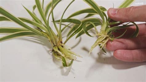 آمورش کامل تکثیر گل گندمی نماشا