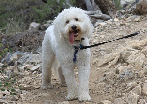 Top 4 Cockapoo Haircut Styles The Dog People By